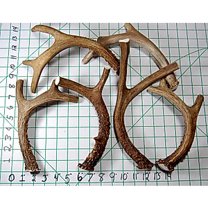 Big Dog Antler Chews - Deer Antler Dog Chew, Medium, 9 Inches to 13 Inches Long. Perfect for Your Medium to Large Size Dogs and Puppies! Grade A Premium. Happy Dog Guarantee!