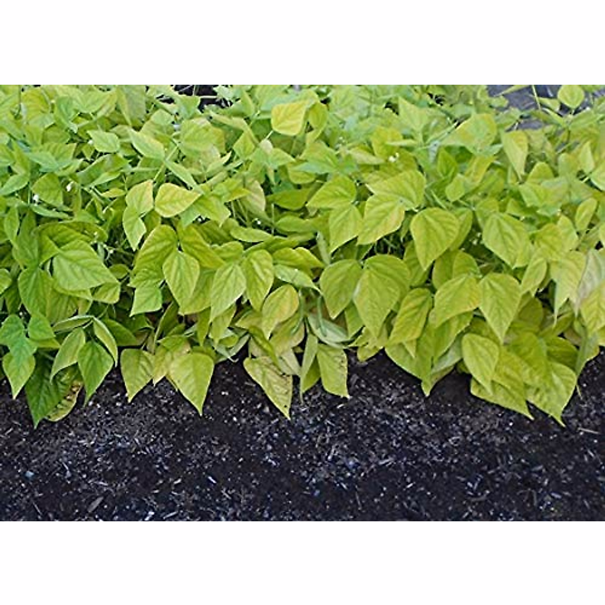Blue Lake Bush Green Bean Seeds, 50+ Heirloom Seeds Per Packet, Non GMO Seeds, (Isla's Garden Seeds), Botanical Name: Phaseolus vulgaris