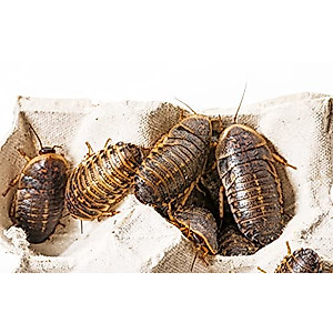 Live Dubia Roaches - 200 Medium Sized (3/8" to 3/4") Dubia Cockroaches - Living Pet Food for Reptiles, Amphibians, Rodents, Birds, Bearded Dragons, Leopard Geckos, Frogs, Tarantulas, Chameleons