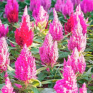Outsidepride Celosia Pink Plume Plant, Feathery Amaranth Garden Flower Seeds - 500 Seeds