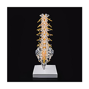 Ultrassist Human Lumbar Spine Model with Sacrum, Spinal Nerves and Herniation Disc, Includes Base for Display, Life Size Spine Model for Medical Education