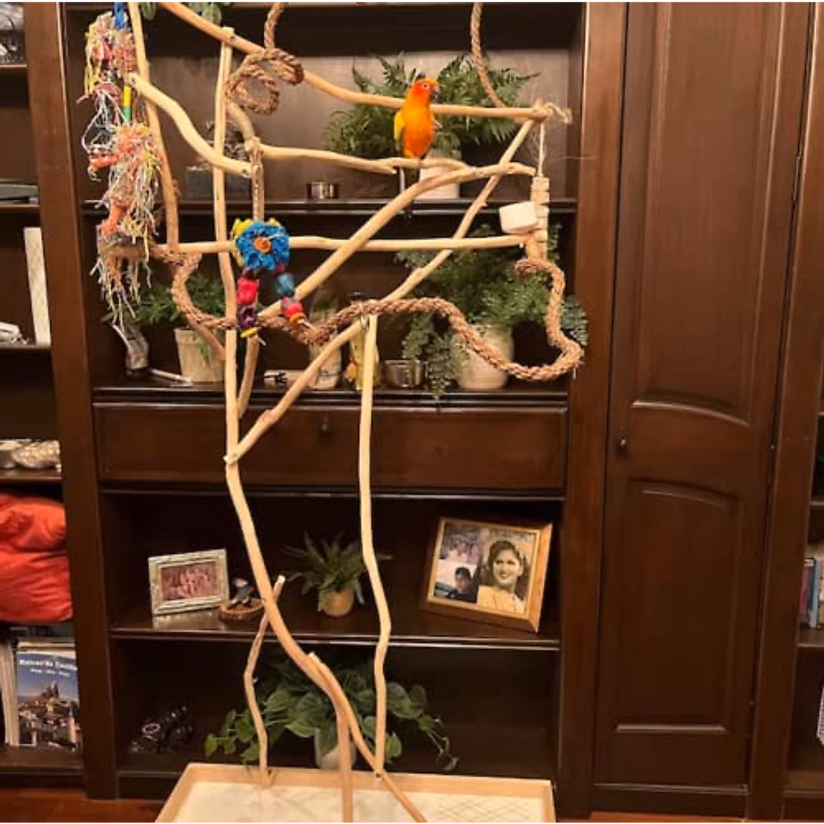 Exoticdad Parrot Stand - Reptile Birds Perches For Parrots - Wood Perches Stand For Parrot - Uniquely Sanded ,Custom Made Designed For Parrots, Cockatoo, Parakeets- 2ft x 3ft Base and 5.5-6ft Height