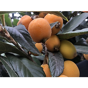 2 Packages of Loquat Fruit Eriobotrya Japonica Seeds - 5 Seeds Per Package