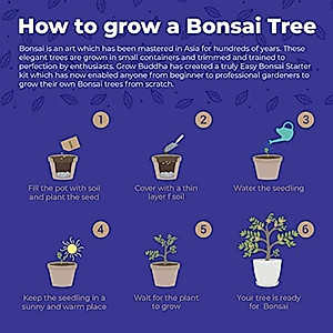 Master Bonsai Kit - Bonsai Plant Growing Kit - Professional Growing and Styling Bonsai Set - Japanese Bonsai - Become Bonsai Master - Ideal Bonsai Tree Seed Kit for Indoor Garden Gardening