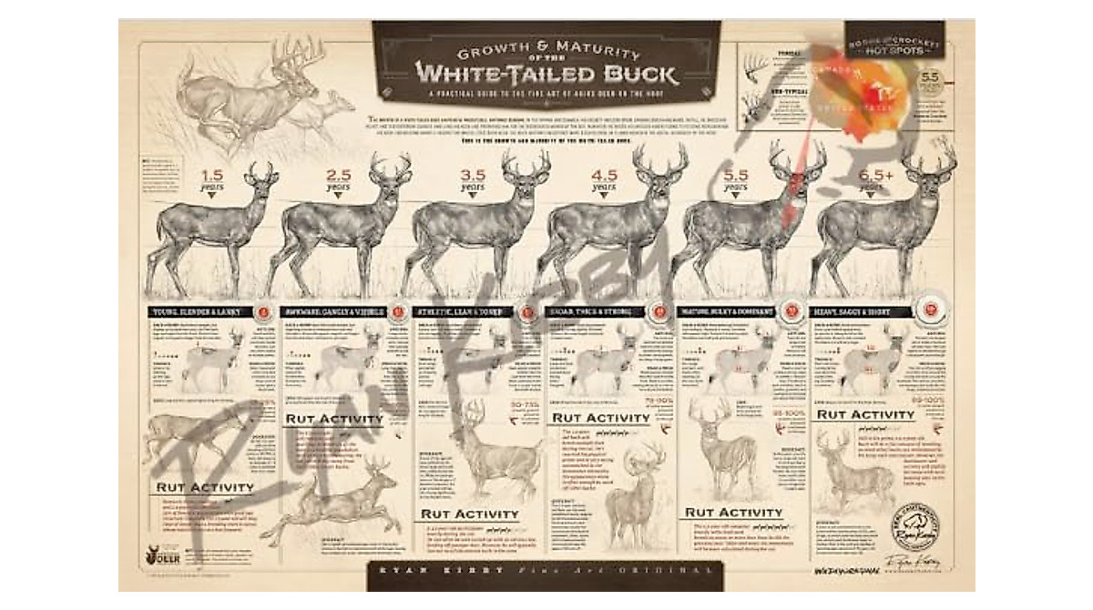 Growth & Maturity of the White-tailed Buck Print