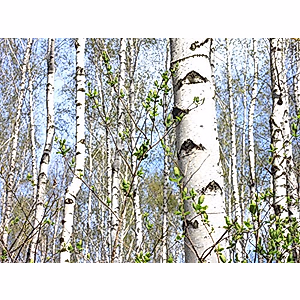 50+ White Paper Birch Tree Seeds (Betula Papyrifera) Fast Growing Showy - Seeds for Planting