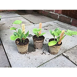 Clovers Garden Organic Recycled Paper Seed Starter Pots - 100% Biodegradable Peat-Free Pots for Seedlings - 60 (3.5" Round) Germination Pots with 24 Markers - Eco Friendly Ideal for Organic Gardening