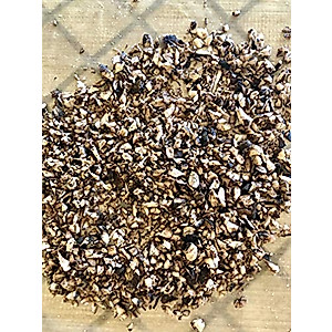 Burdock Root Seeds - Pack of 50, Certified Organic, Non-GMO, Open Pollinated, Untreated Vegetable Seeds for Planting – from USA