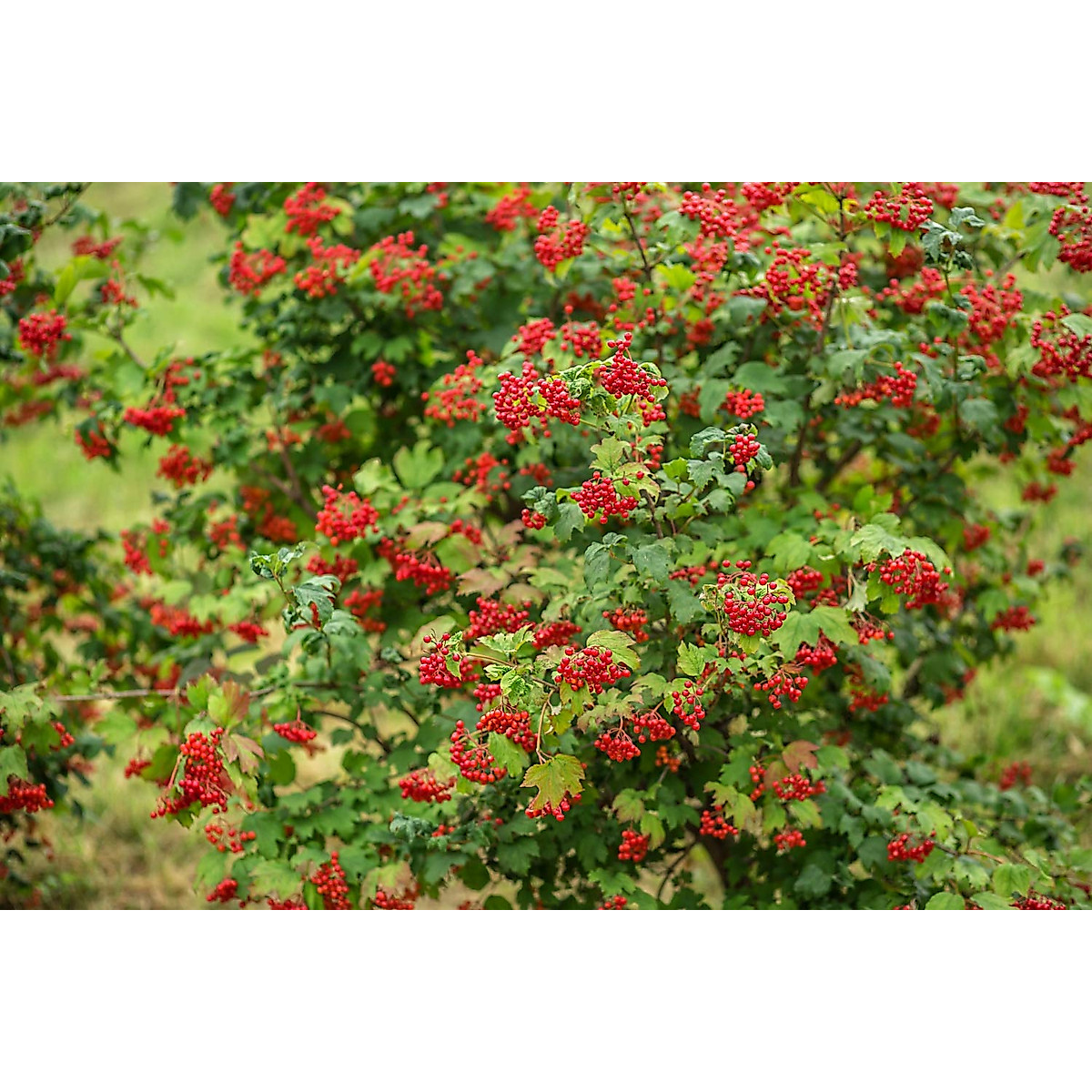 Health Embassy Cramp Bark | Viburnum opulus L | 100% Natural (50g)