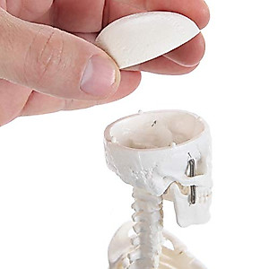 Anatomy Lab Human Skeleton Model, 19" Desktop Skeleton Has Movable Arms and Legs, Details Basic Human Skeletal System with Display Stand