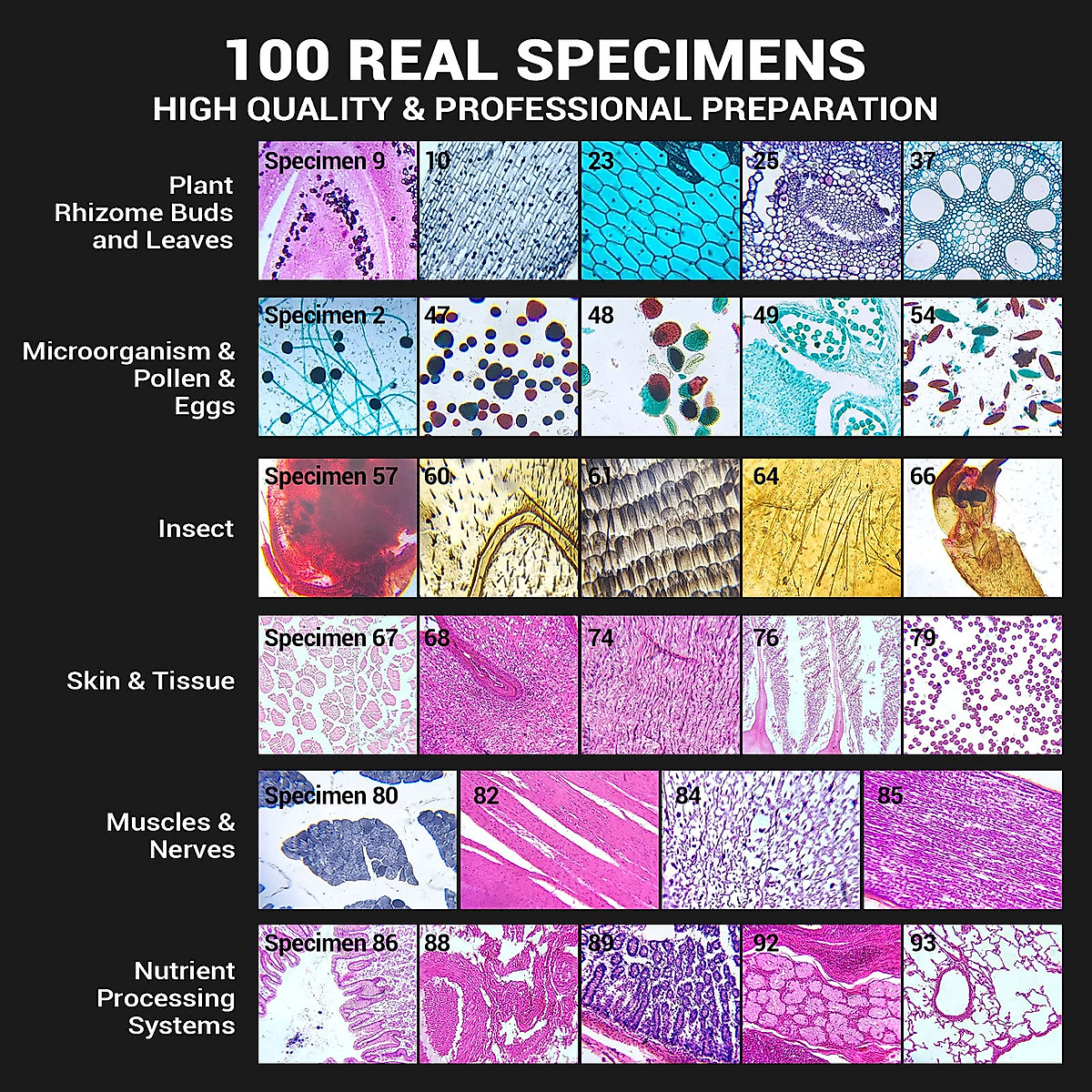 100 Pcs Microscope Slides with Specimens for Kids,Prepared Microscope Slides for Kids,Prepared Slides for Microscope,Microscope with Slides for Student Adults, Including Insect, Animal, Human Tissue