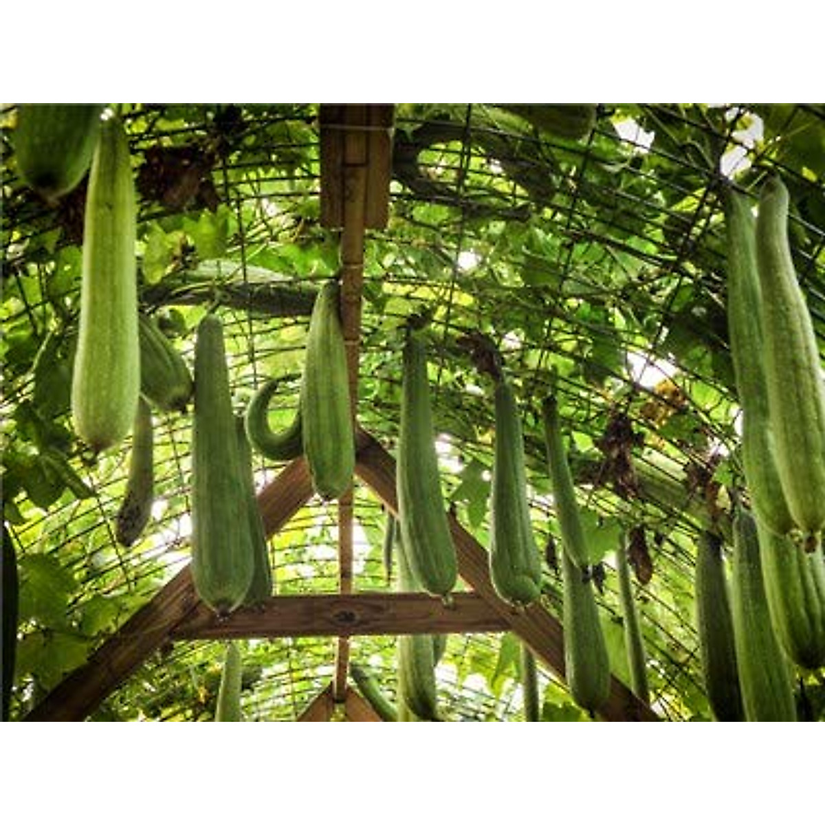 Gaea's Blessing Seeds - Luffa Gourd Seeds - Non-GMO - with Easy to Follow Planting Instructions - Heirloom Sponge Loofah Muop Huong 93% Germination Rate