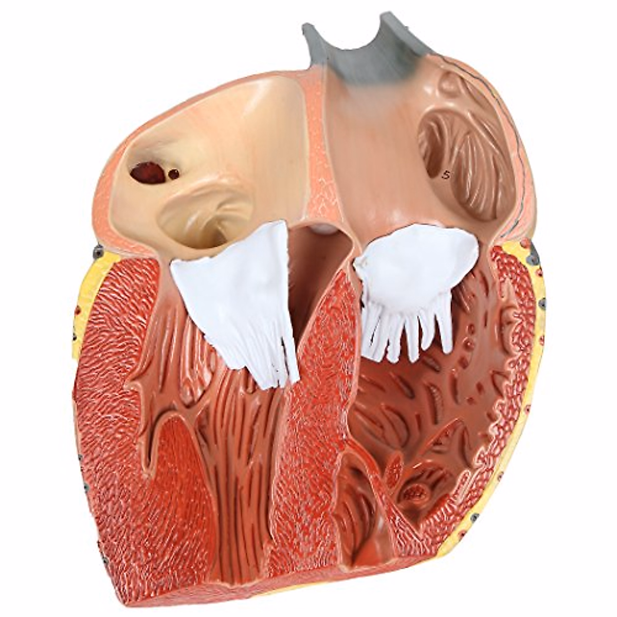 Axis Scientific Enlarged Human Heart Model, 3x Life-Size, Anatomically Accurate 3-Part Numbered Anatomical Heart Illustrates 34 Internal Structures, Magnetically Connected, Includes Product Manual