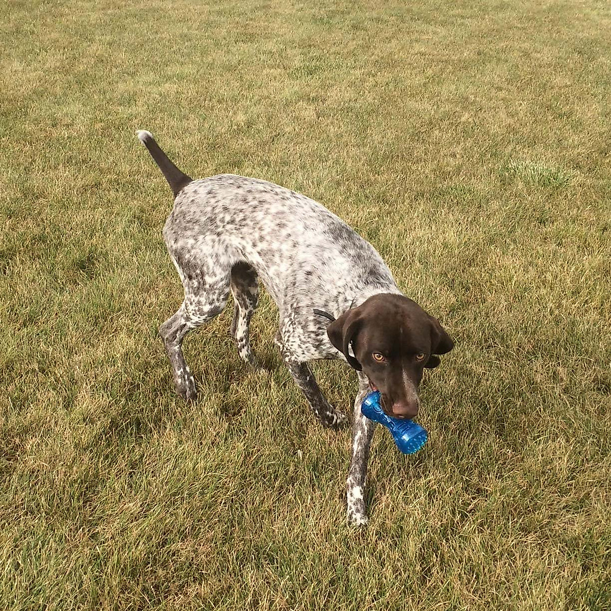 ADUCK Dog Chew Toys Squeaky Tooth Cleaning Bone (Dumbbell Series) Bite Resistant Squeeze Squeaker Puppy Dog Toys for Aggressive Chewers Training and Playing -7.09 inches (Crystal Blue - Large)