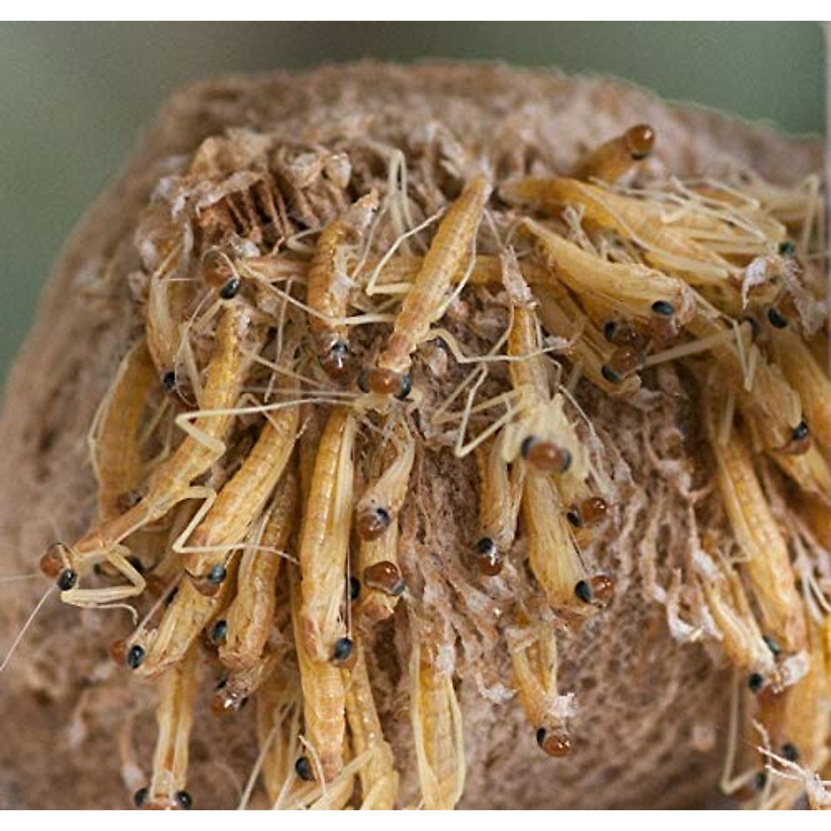 TruBlu Supply Live Chinese Ootheca Praying Mantis Egg Case + Crystal Clear Hatching Habitat Incubator Kit (Bonsai Tree),Mixed