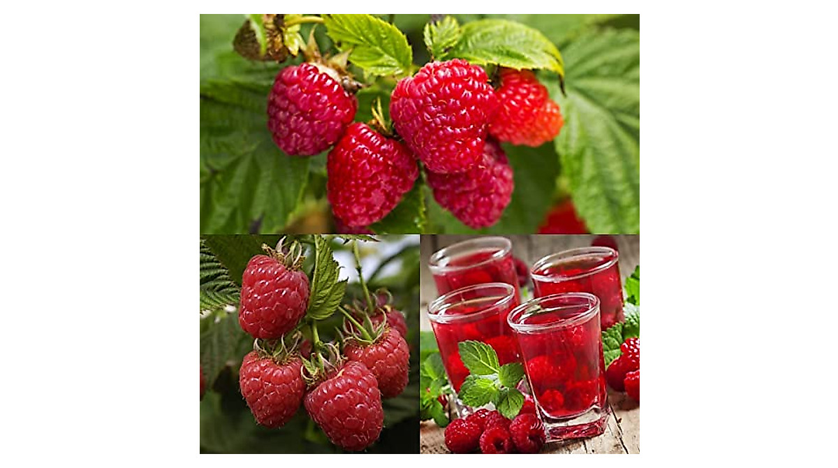 Raspberry Seeds - 550 Pcs for Home Garden Bonsai