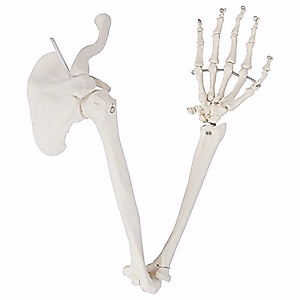 Axis Scientific Human Life-Size Right Arm Skeleton Model, Anatomically Accurate Human Skeletal Right Arm, Includes All Bones Plus Clavicle, Scapula and Articulated Hand Bone – Detailed Product Manual
