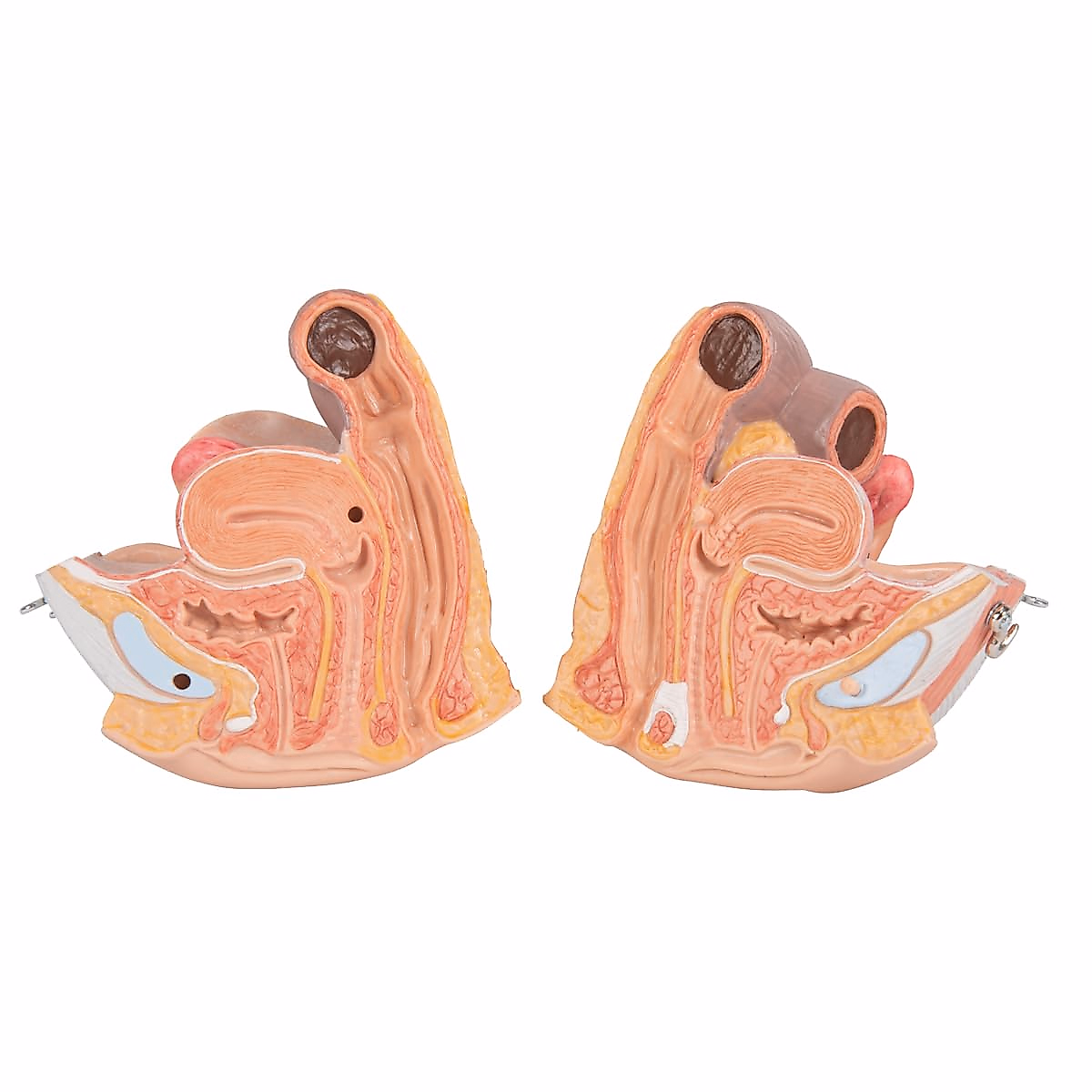 3B Scientific B50 Dual Sex Muscle Figure 45-part - 3B Smart Anatomy