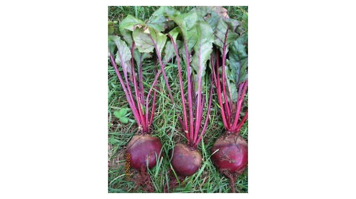 1200 Early Wonder Tall Top Beet Seeds for a Bountiful Garden