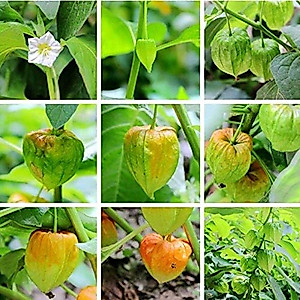 Cape Gooseberry Ground Cherry Seeds - Hundreds of Fruit on Each Plant. (100 - Seeds)