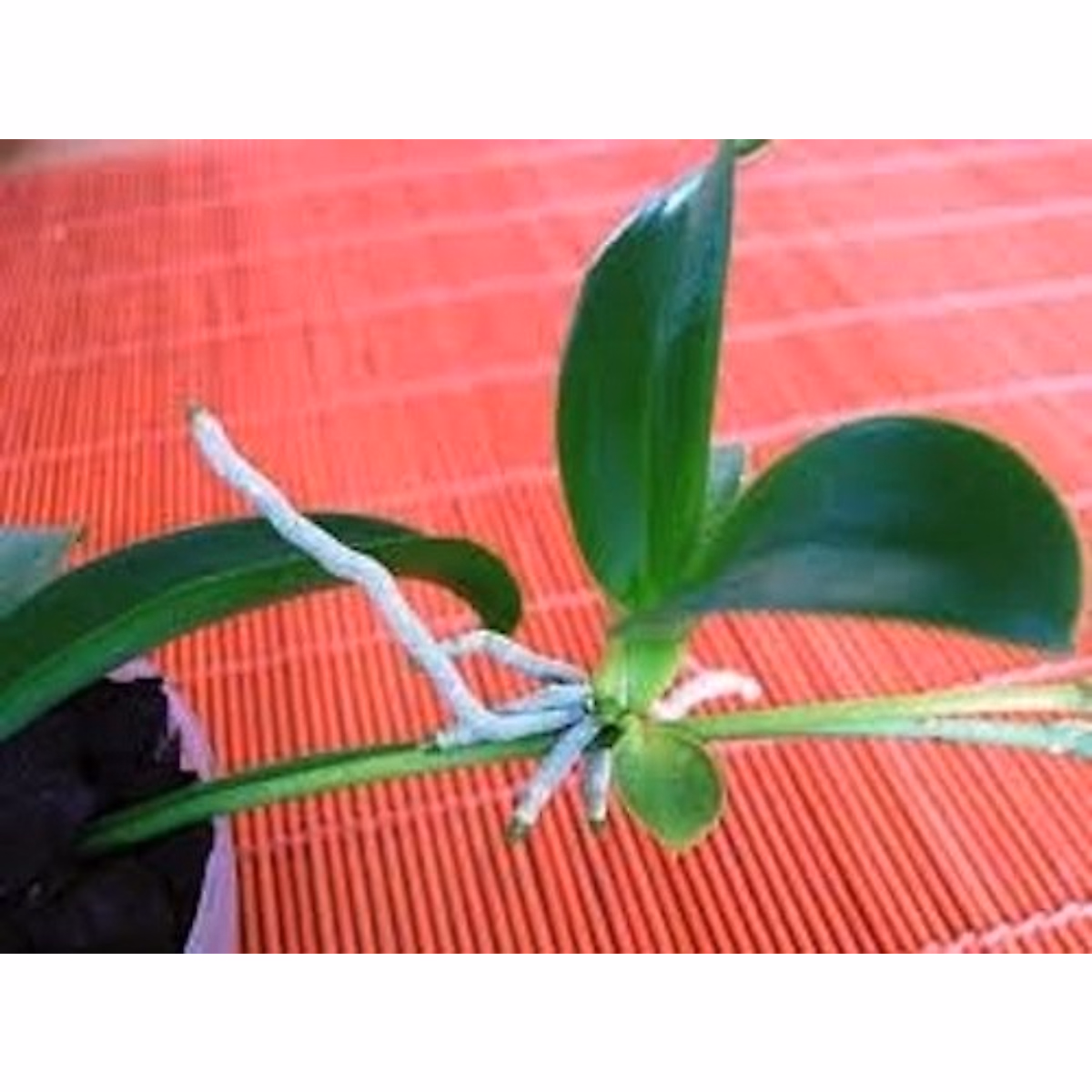 Keiki Power Pro Orchid Plant Cloning Paste