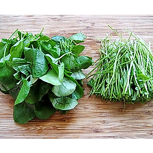 200+ Watercress Seeds Heirloom Non-GMO Delicious Superfood! Easy to Grow! from USA