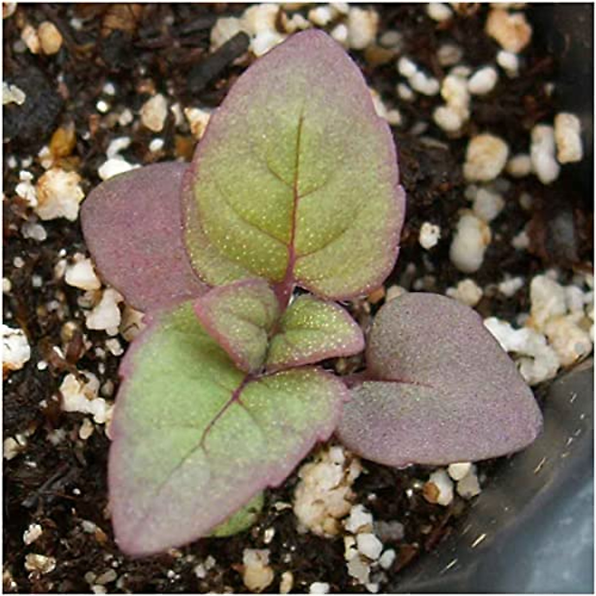 Seed Needs, Spotted Bee Balm Seeds - 300 Heirloom Seeds for Planting Monarda punctata - Horsemint Herb, Open Pollinated, Attracts Pollinators (1 Pack)