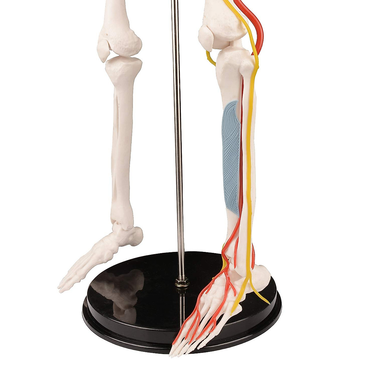 Ultrassist Human Anatomical Skeleton Model, 34" Half Life Size Human Skeleton Replica with The Heart, Spinal and Peripheral Nerves, Veins and Arteries, Vascular Human Skeleton for Human System Study