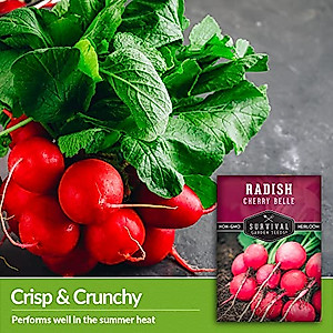 Survival Garden Seeds - Cherry Belle Radish Seed for Planting - Packet with Instructions to Plant and Grow Quick-Growing Delicious Red Radishes in Your Home Vegetable Garden - Non-GMO Heirloom Variety