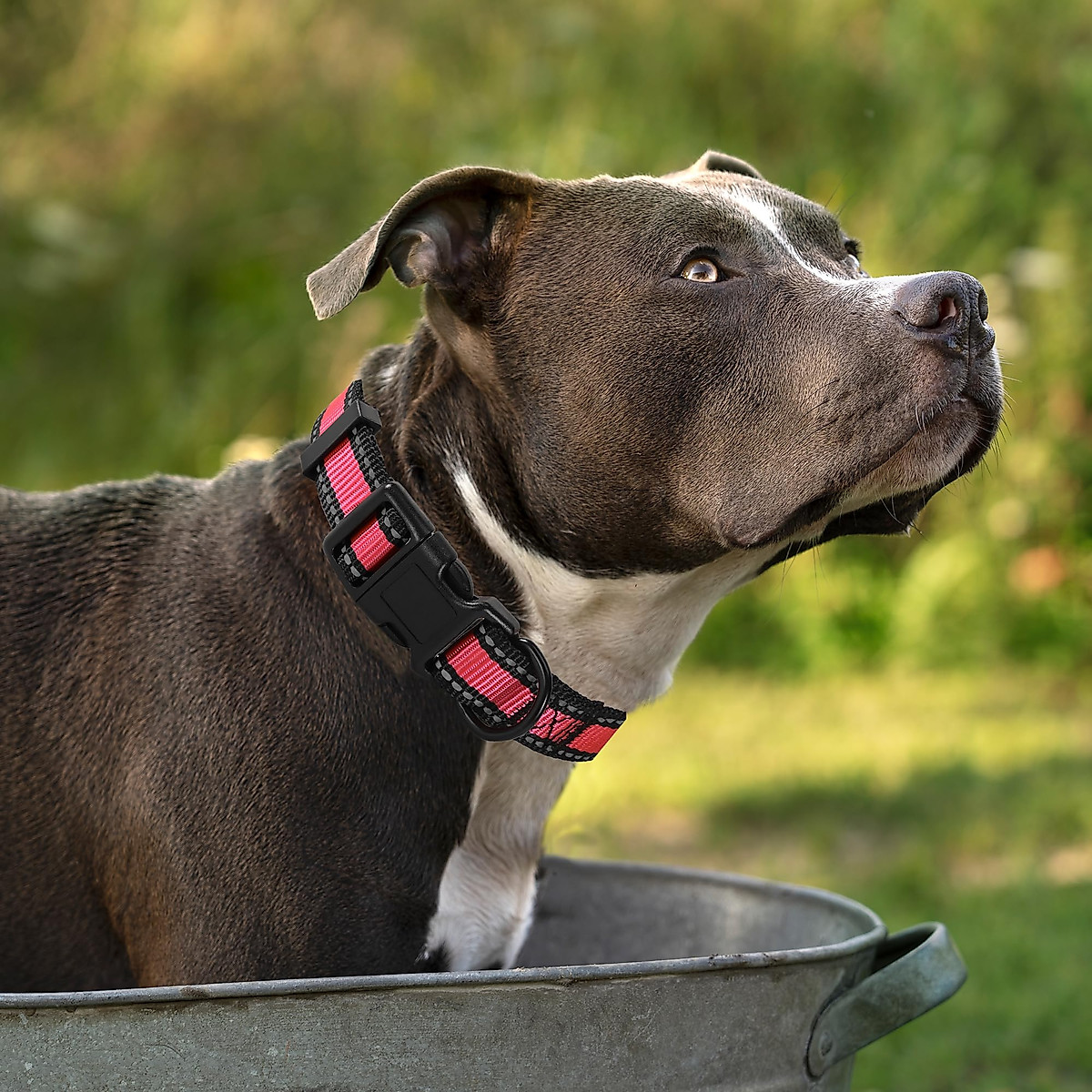 Mile High Life Night Reflective Double Adjustable Band Nylon Small Puppy Pet Dog Combo Collar Leash and Harness Set (Reflective Edge Red, Small (Pack of 3))