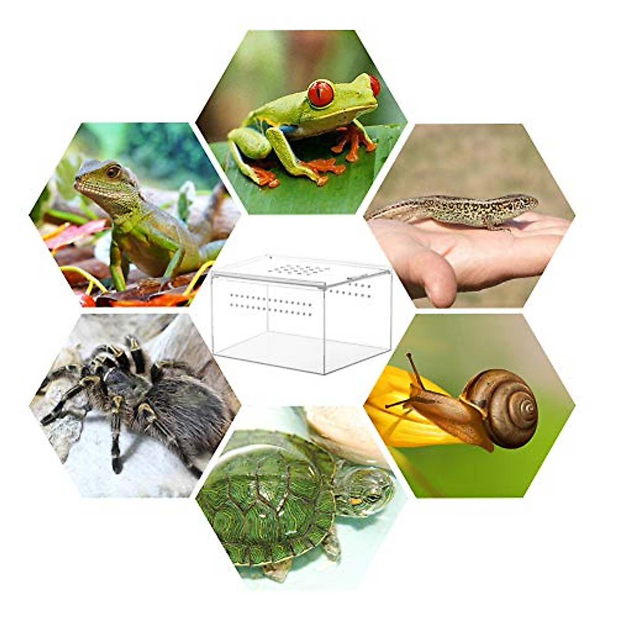 NANEEZOO Acrylic Reptile Breeding Box, 5x4x3 Inch Nano Flat/Long Enclosure Transparent Reptile Breeding Box Terrarium Cage Tank for Tarantula Scorpion Sling Isopods Invertebrates Insect Mantis