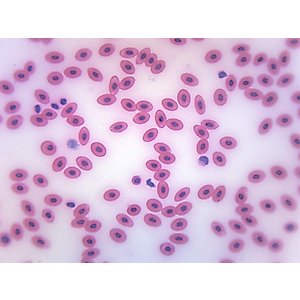 EISCO 10pk Frog Blood Smear, Prepared Microscope Slides - 75 x 25mm - Classroom Pack, 10 Slides in Storage Case - Biology & Microscopy