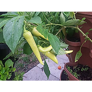 Large 64 Quart Stackable Planter 5-Pack - Grow More in Less Space - Plant Pots and Stack - DIY Vertical Gardening System - for Growing Veggies, Herbs, Garden Greens, Starwberries (Terracotta)