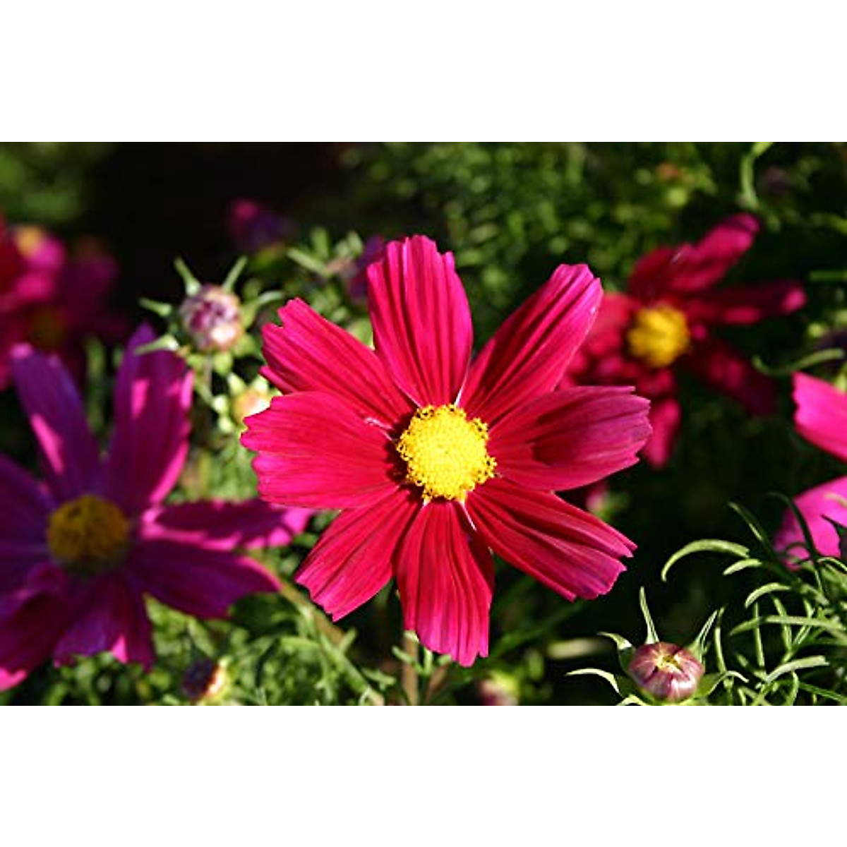 "Dwarf Red" Cosmos Flower Seeds for Planting, 100+ Heirloom Seeds Per Packet, (Isla's Garden Seeds), Non GMO Seeds, Scientific Name: Cosmos Bipinnatus, Great Home Flower Garden Gift