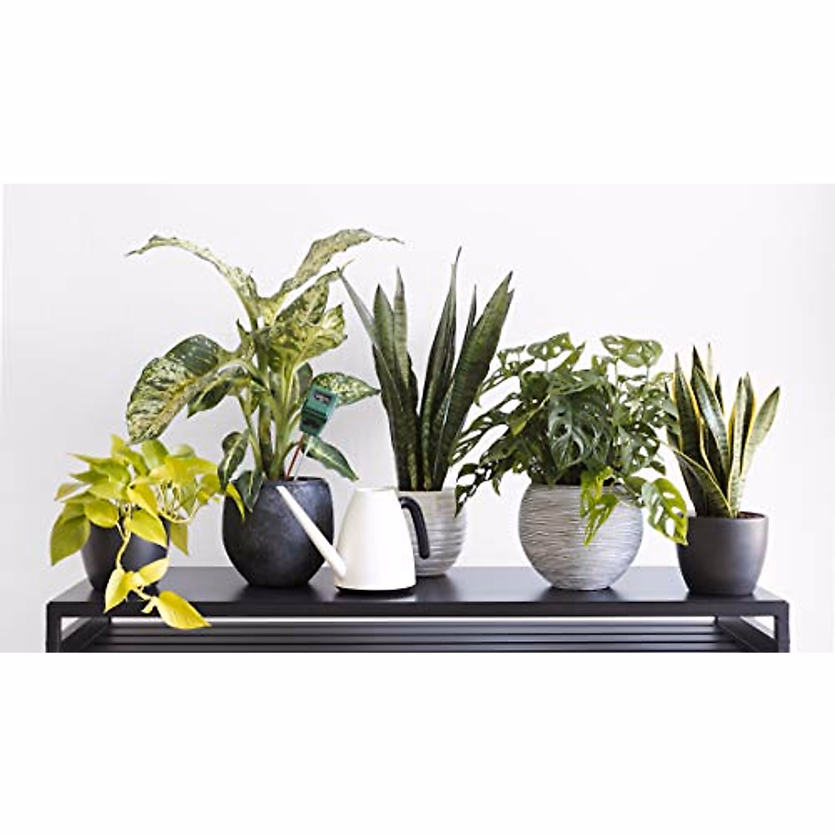 Live Snake Plant, Sansevieria trifasciata Laurentii, Fully Rooted Indoor House Plant in Pot, Mother in Law Tongue Sansevieria Plant, Potted Succulent Plants, Sansevieria laurentii by Plants for Pets
