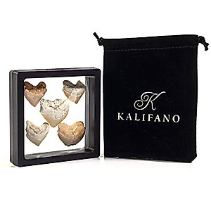 KALIFANO Authentic Fossilized Prehistoric Corax Shark Teeth (5 Pack) from Morocco - Shark Tooth for Fossil Collections and Education Purposes (Information Card Included)