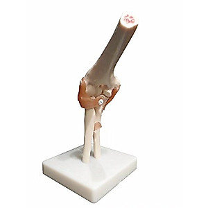 BoNew Life Size Elbow Joint Anatomical Model Skeleton - Human Medical Anatomy