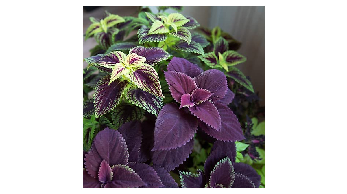 Giant Exhibition Coleus Seeds - Vibrant Houseplants