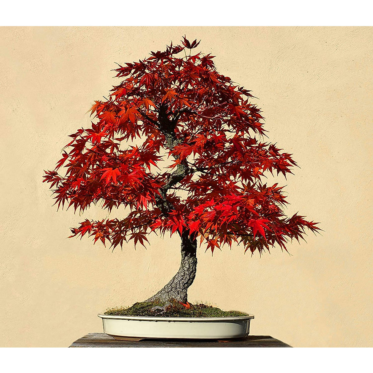 30 Red Maple Bonsai Tree Seeds - Made in USA, Ships from Iowa