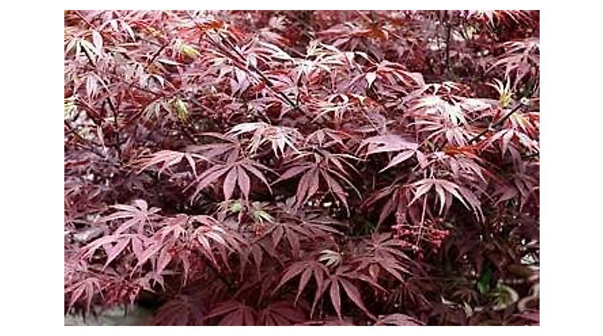 Suminagashi Japanese Maple Seeds - Perfect for Outdoors or Bonsai