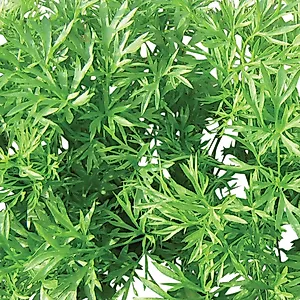 Burpee Confetti Cilantro Seeds 150 seeds