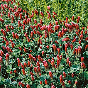 Outsidepride Crimson Clover Legume Seed for Pasture, Hay, Green Manure, Cover Crop, Wildlife Forage, & More - 5 LBS