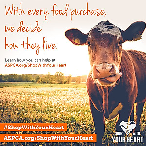 AGN Roots Grass Fed Whey Protein Powder Isolate - Unflavored - Unsweetened - Certified Entire Life On Pasture - A Greener World - ASPCA Registered Brand List - Informed-Sport - 3lbs