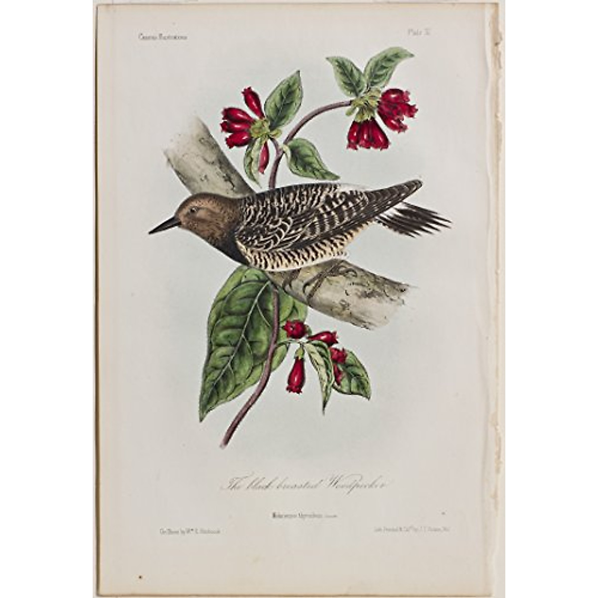 The black breasted Woodpecker