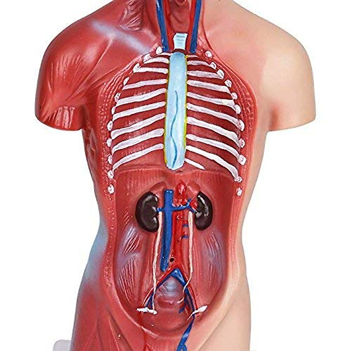 11-inch Male Human Torso Body Anatomy Model Including Skeleton Visceral for Medical Students Study