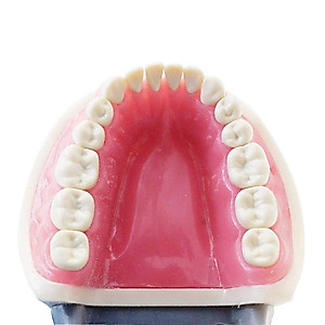 Typodont Teeth Model, with Removable Teeth, Compatible with Kilgore Nissin + 5 Sets of 28pcs Teeth Piece for Teaching, Study