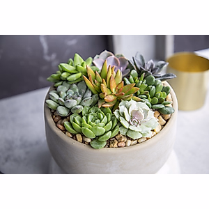Altman Plants, Live Succulents Plants Live Houseplants (6PK), Succulents Live Plants Live House Plants Indoors Live, Live Cactus Plants Live Cacti Succulent Plants Live Indoor Plants Live Houseplants