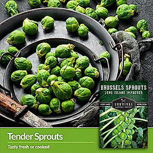 Survival Garden Seeds - Long Island Improved Brussels Sprouts for Planting - Packet with Instructions to Plant and Grow Delicious Sweet Sprouts in The Home Vegetable Garden - Non-GMO Heirloom Variety