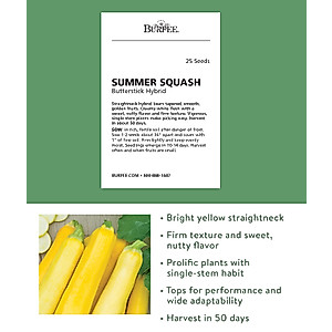 Burpee Butterstick Zucchini Summer Squash Seeds 25 seeds