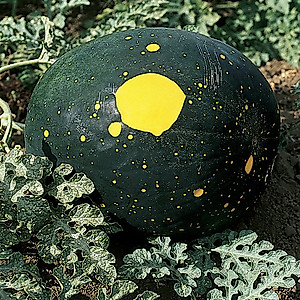 Burpee Moon & Stars Heirloom Watermelon Seeds 30 seeds